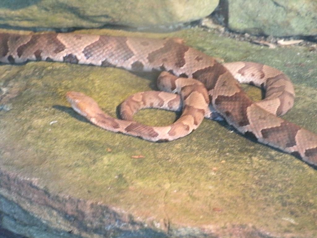 Eastern Copperhead from Alexander, WV 26218, USA on October 31, 2010 at ...