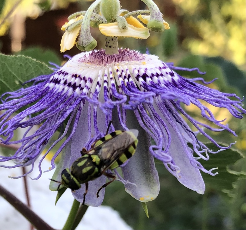 Green Soldier Fly in September 2021 by bobettem · iNaturalist