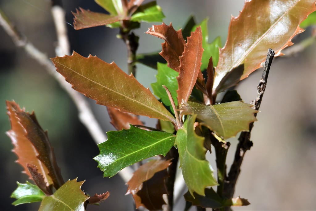 Native Holly from St Helens Park NSW 2560, Australia on September 21 ...