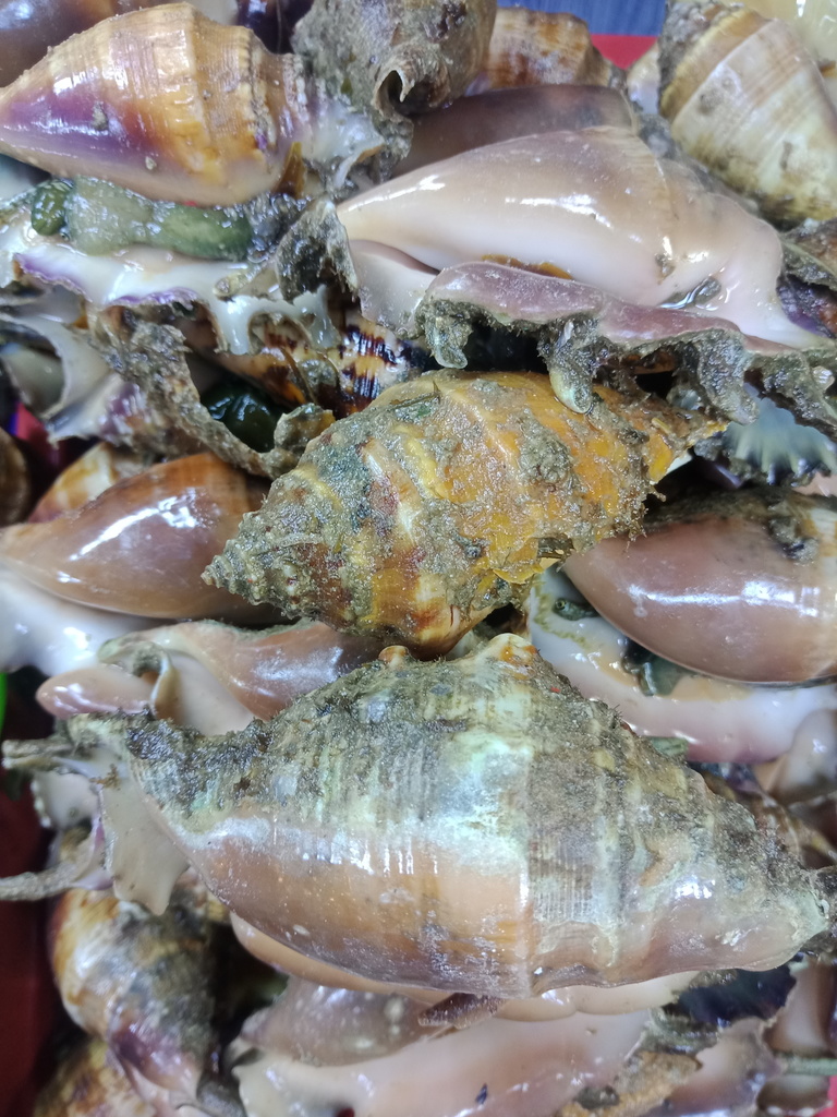 Common Spider Conch from 66HM+HCG, Iligan City, Lanao del Norte ...
