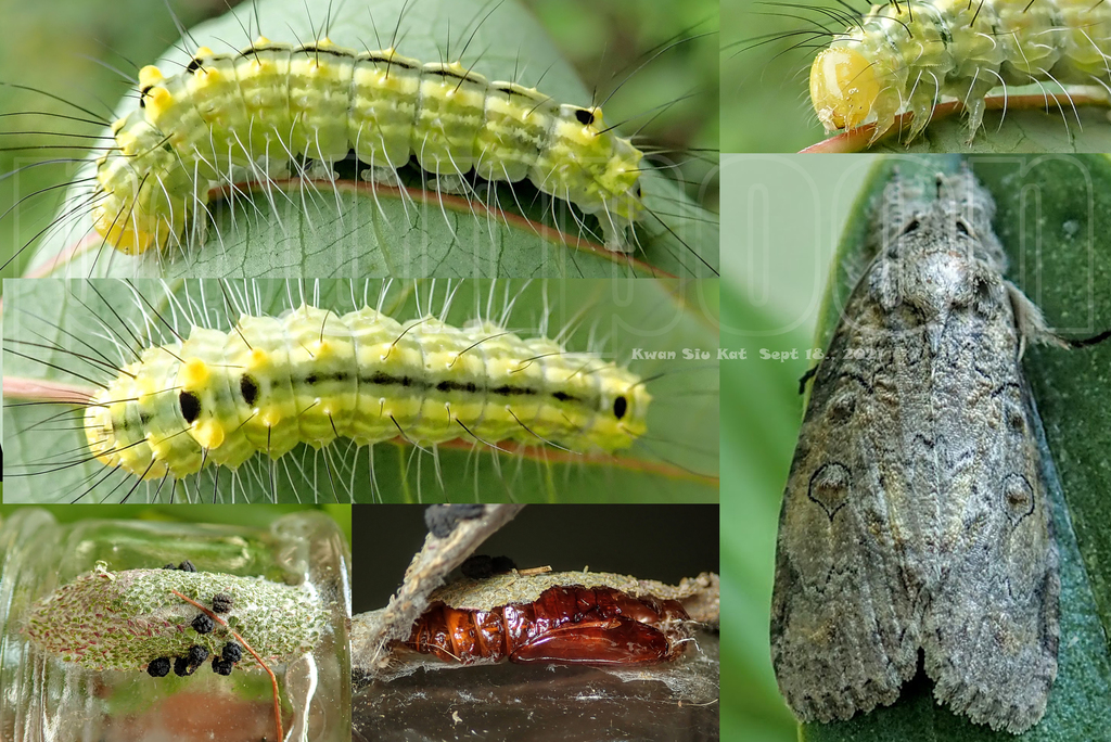 Gadirtha fusca in September 2021 by Suipoon Kwan. Adult ! https://www ...