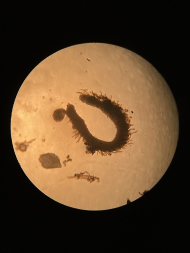 Family Apistobranchidae · iNaturalist