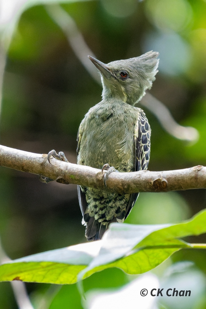 Gray-and-buff Woodpecker in September 2021 by Chan Chee Keong · iNaturalist