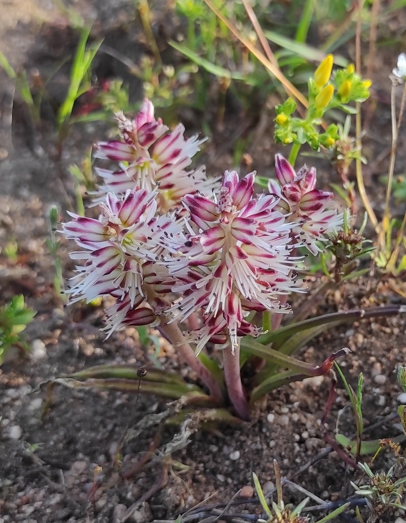 Lachenalia filamentosa from De Hoop Nature Reserve, WC, ZA on September ...