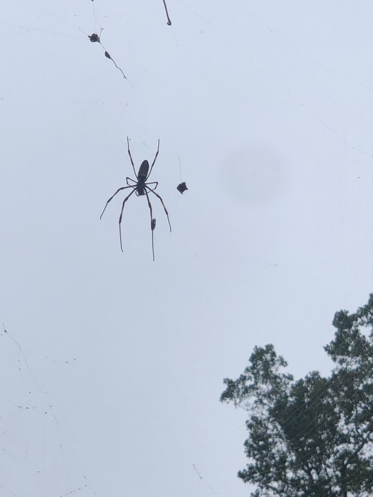 Joro Spider from Dunwoody Nature Center, Dunwoody, GA, US on September ...