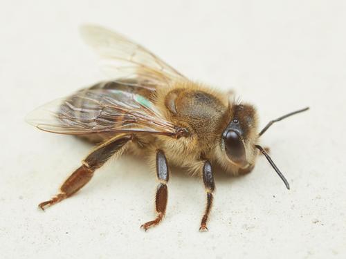 Cape Honeybee (Apis mellifera capensis) | Beesource Beekeeping Forums
