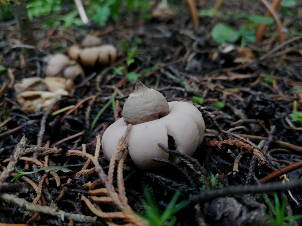 rounded earthstar from Sierra de Quila on September 18, 2021 at 04:27 ...