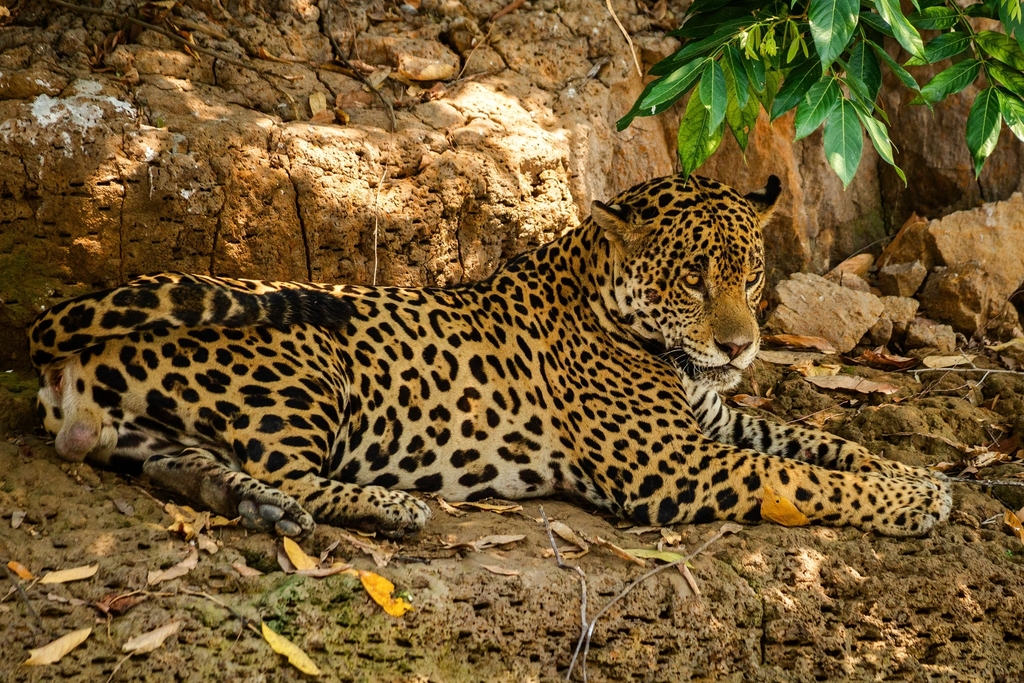 Jaguar (Panthera onca) - Know Your Mammals