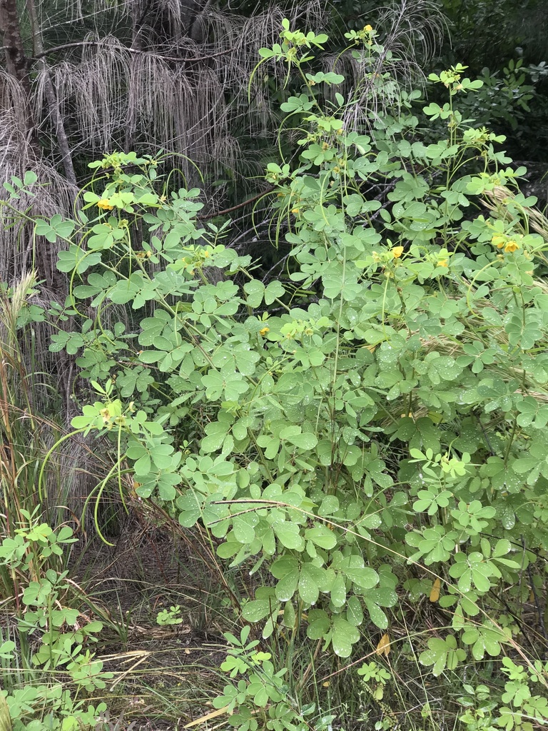 American Sicklepod from Homestead, FL, US on September 21, 2021 at 11: ...