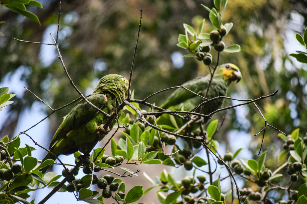 Orange-winged Parrot from Santa Cruz de Tenerife, ES-CN, ES on ...
