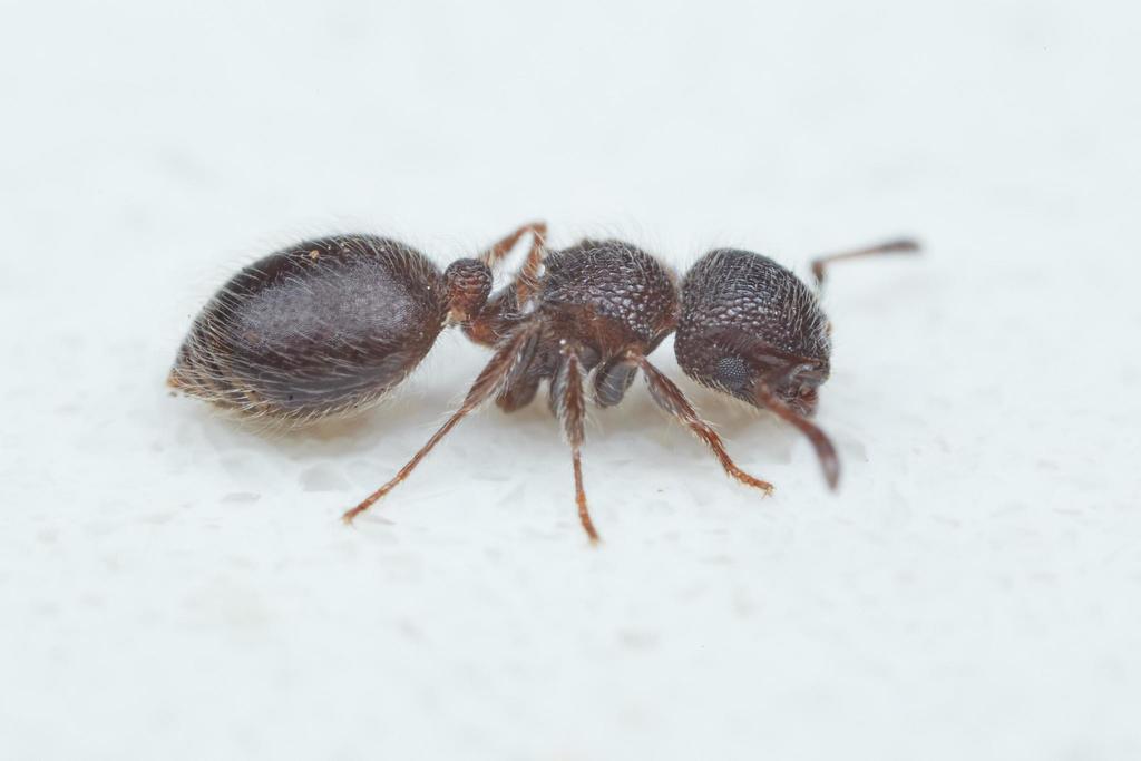 Furry Cautious Ant from Welgemoed, Bellville on April 28, 2016 by ...