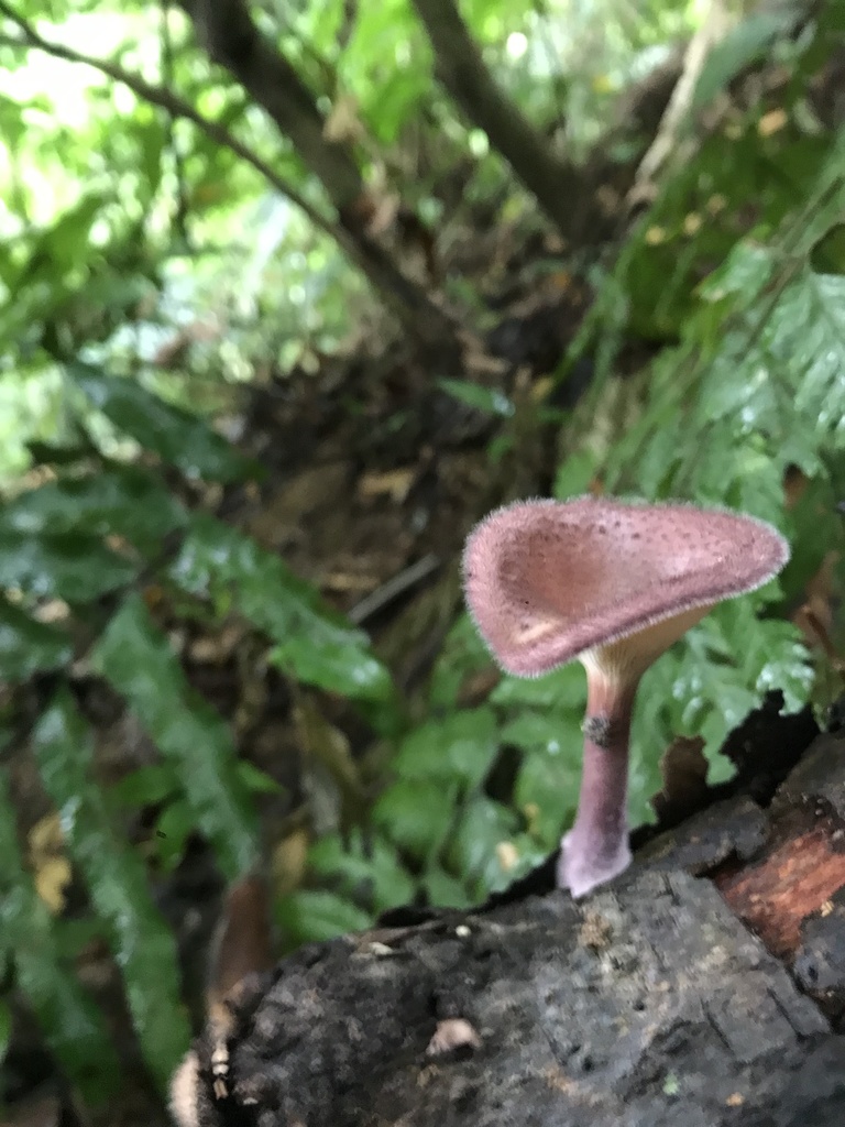 Panus strigellus from Mangaratiba, RJ, BR on September 19, 2021 at 11: ...