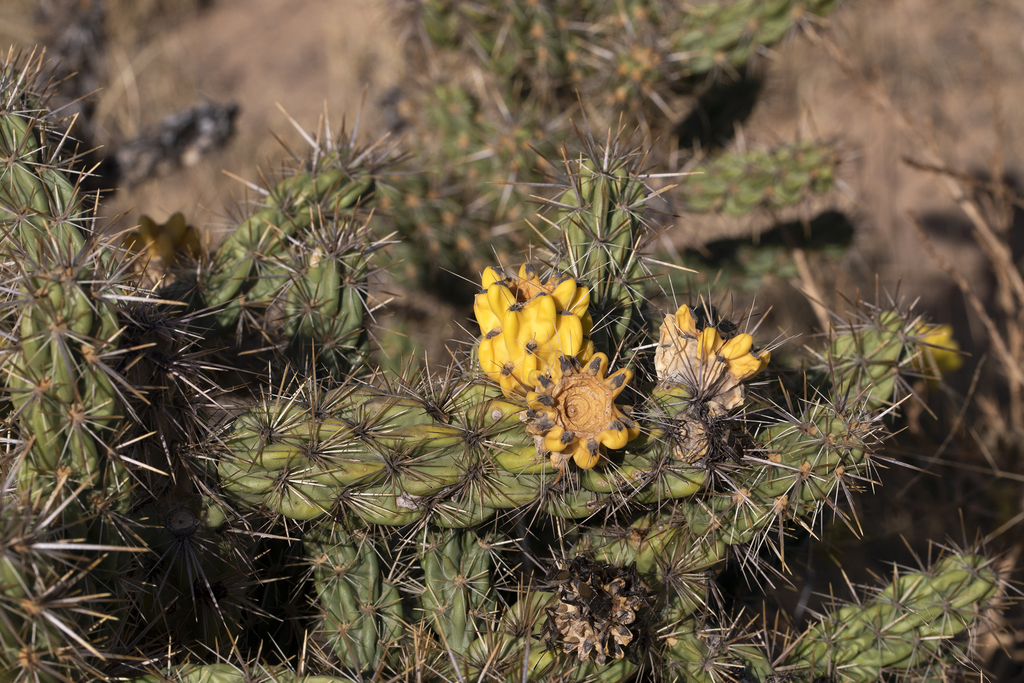 tree cholla from Chico Basin Ranch, El Paso County, CO, USA on ...