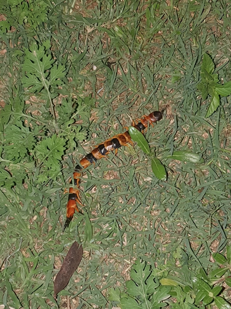 Indian Tiger Centipede from Mangalam, Tirupati, Andhra Pradesh, India ...