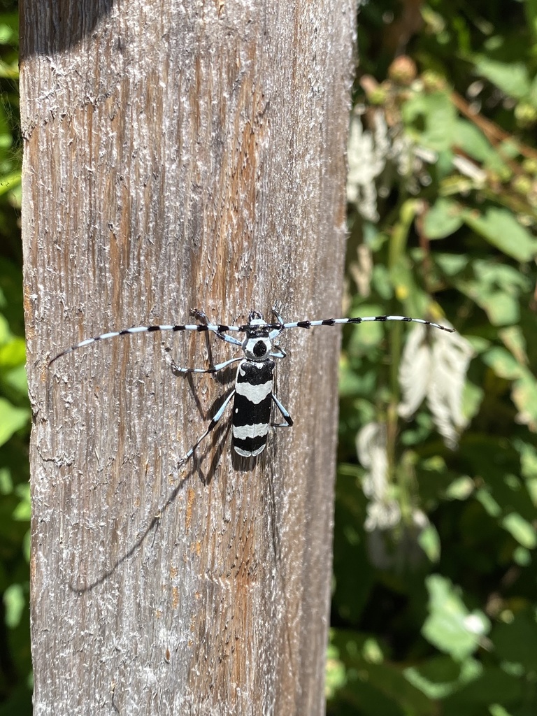 Banded Alder Borer from Billy Frank Jr. Nisqually National Wildlife ...