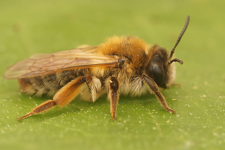 Grey-gastered Mining Bee from Noordwijk, Brussel, België on April 20 ...