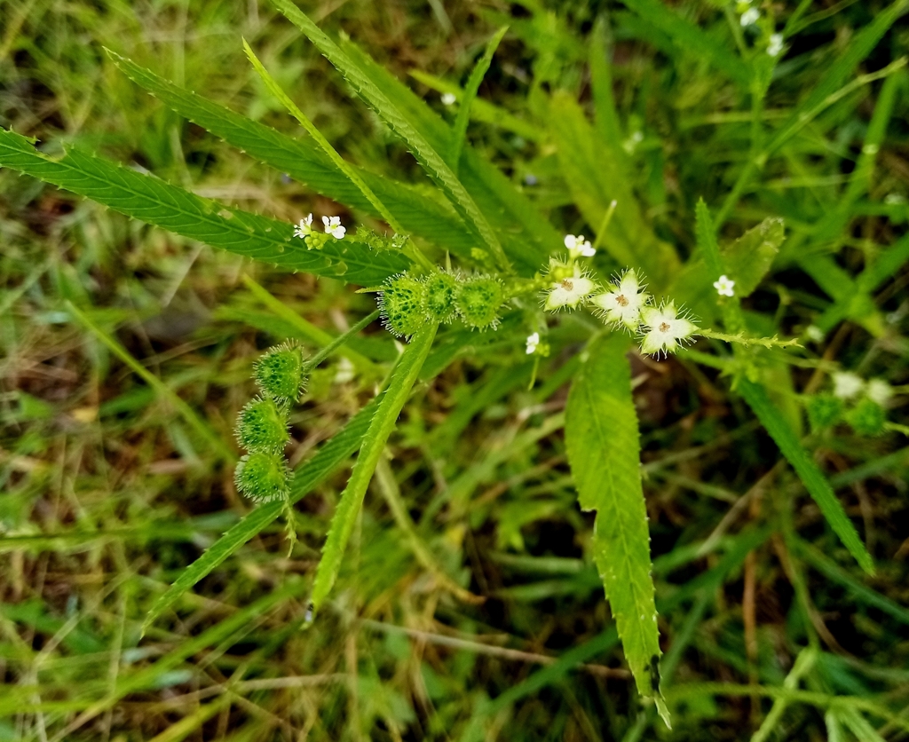 Sacatrapo from Garachiné, Panamá on September 12, 2021 at 02:50 PM by ...