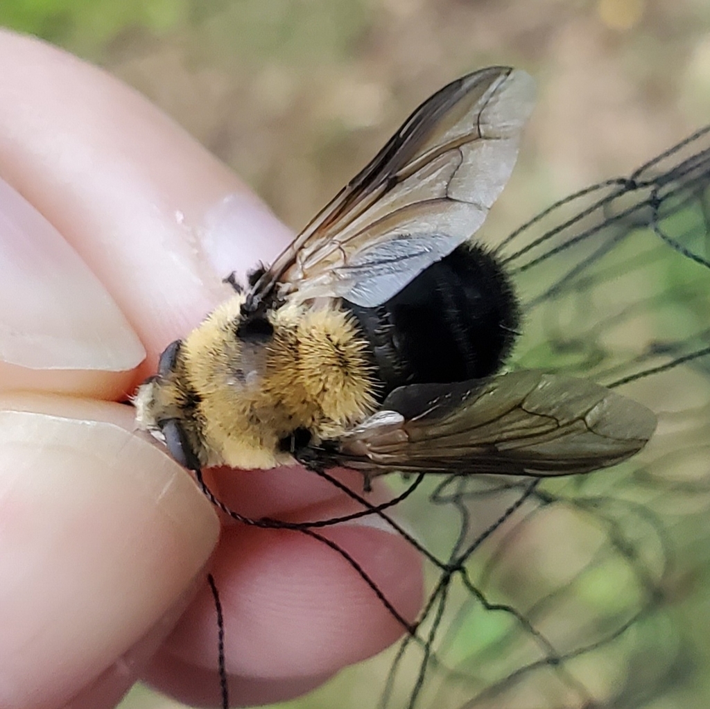 Cephenemyia phobifer from Plymouth, MA 02360, USA on September 22, 2021 ...