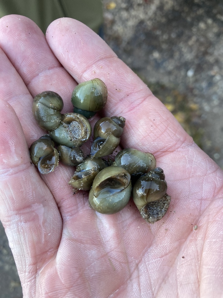 Pointed Campeloma from Pearl Lake, Redgranite, WI, US on September 22 ...