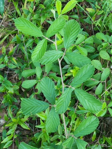 Sand blackberry (Rubus cuneifolius)