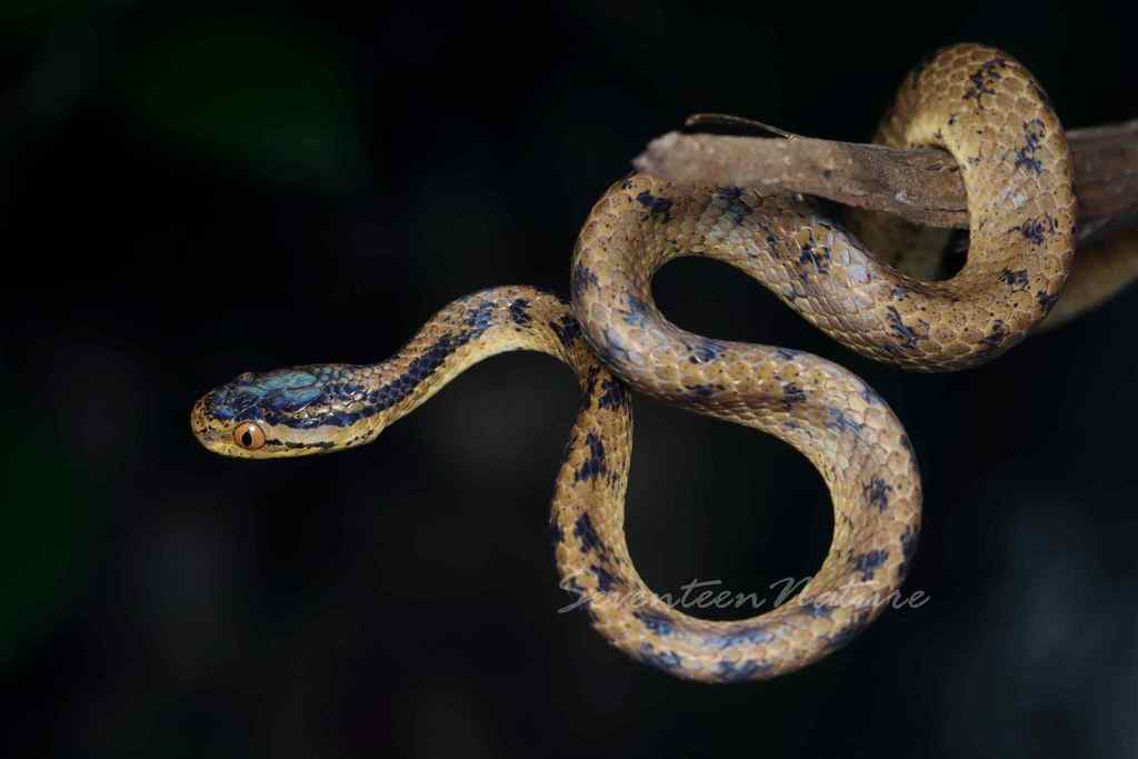 Boulenger's Slug Snake from 中国浙江省丽水市莲都区 on September 4, 2021 at 10:46 ...