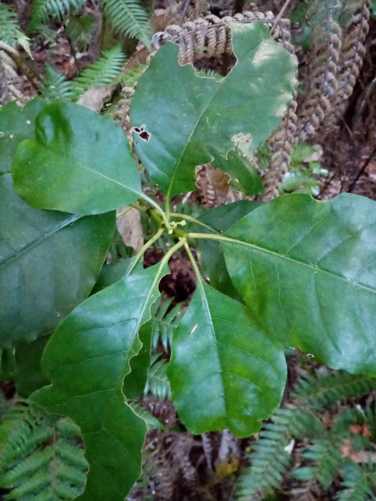 Coprosma macrocarpa minor from Auckland, NZ on March 13, 2021 at 10:41 ...