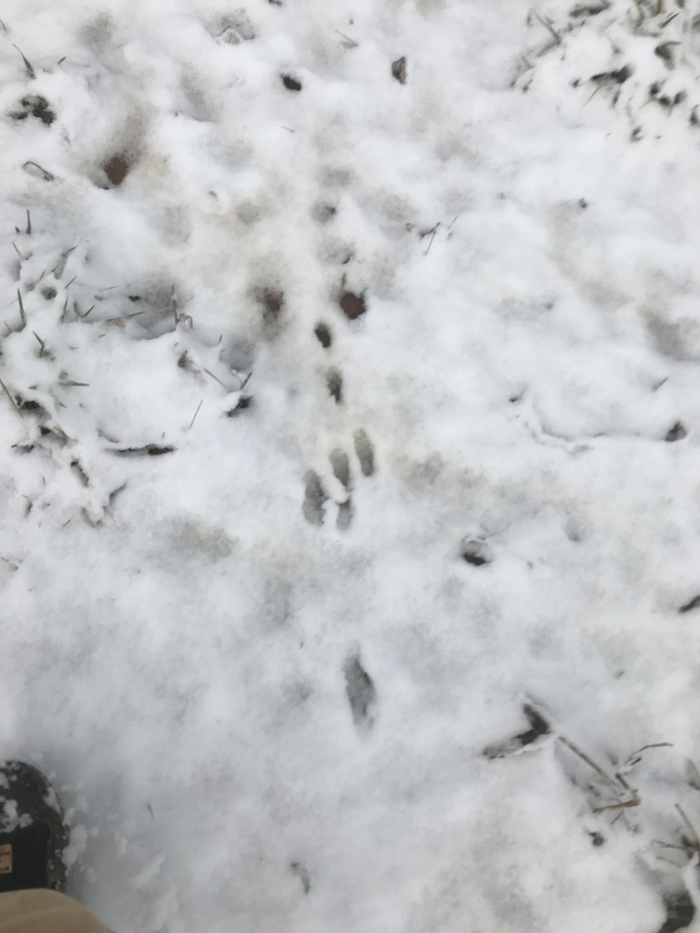 Cottontail Rabbits from Caldwell County, NC, USA on February 07, 2021 ...