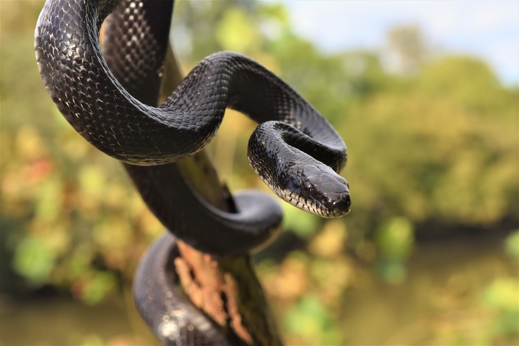 Gray Ratsnake from Washington County, TN, USA on September 22, 2021 at ...