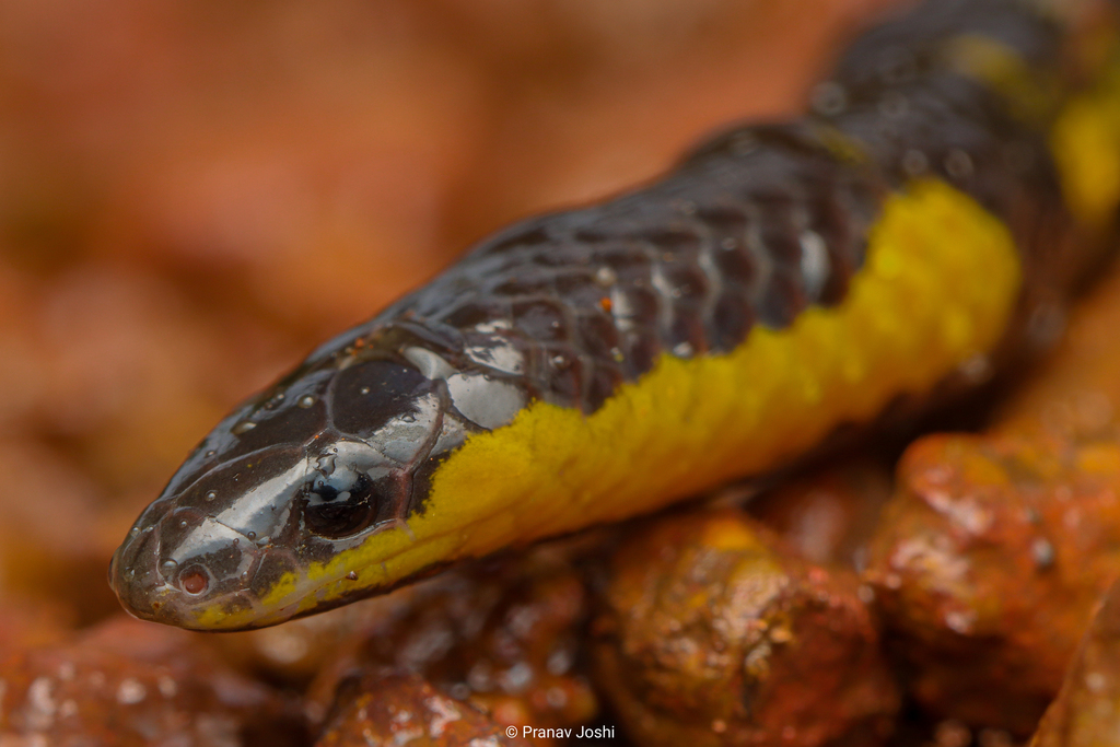 Bombay Earth Snake from Kaas plateau, Maharashtra on September 21, 2021 ...