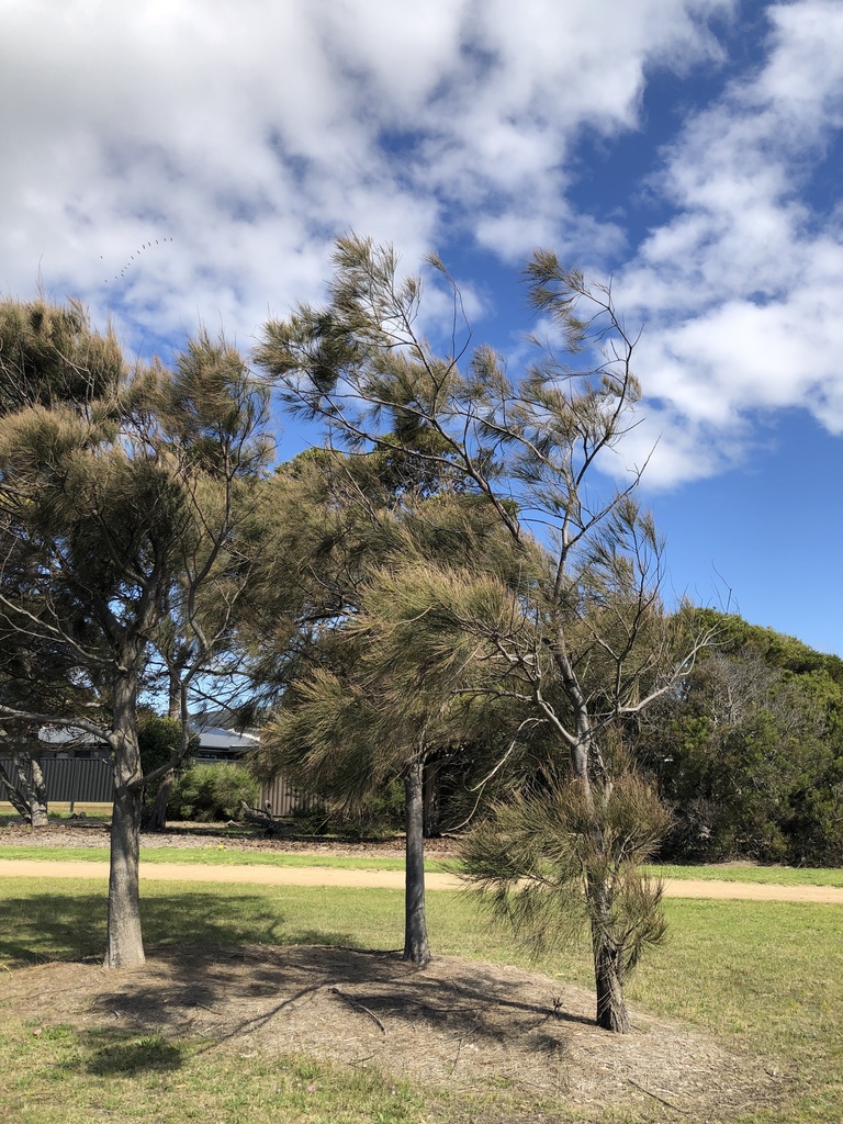 Black sheoak from Nepean Highway, Dromana, VIC, AU on September 23 ...