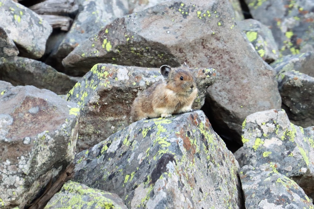 American Pika from Chelan County, WA, USA on June 25, 2021 at 06:23 PM ...