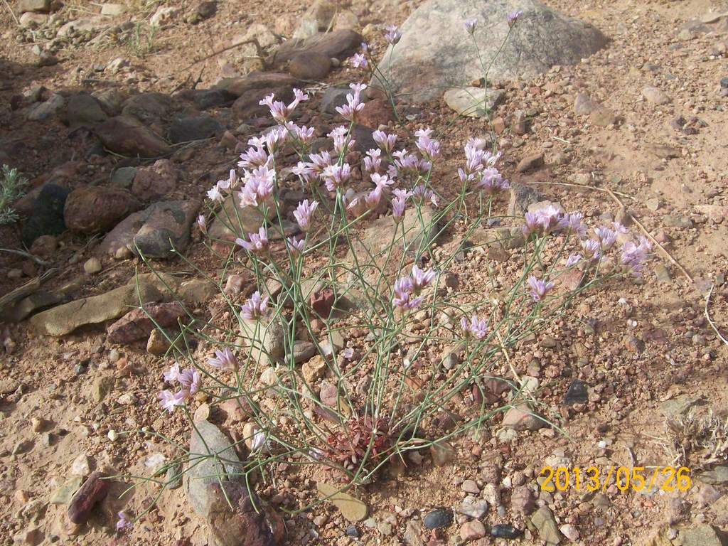 Sea-Lavenders from Delgerkhangai, Mongolia on May 26, 2013 at 01:33 PM ...