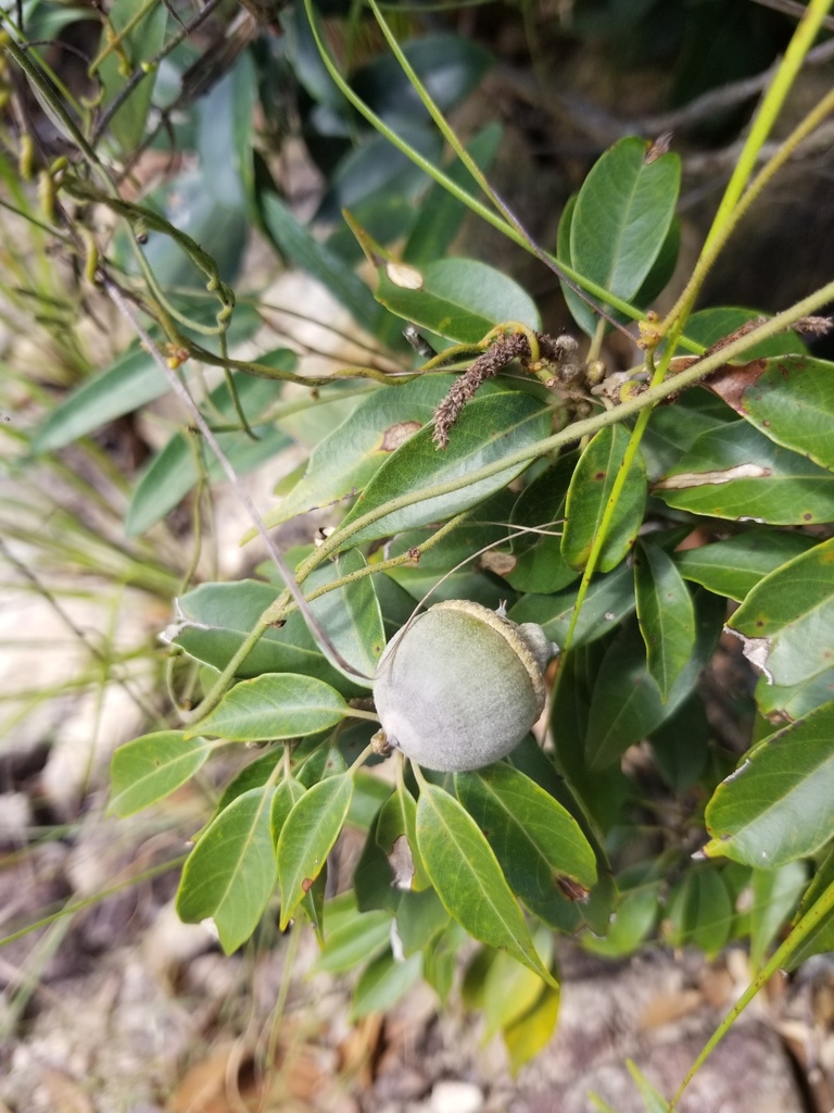 Taiwan Rock Oak from Sai Kung, HK on September 22, 2021 at 09:22 AM by ...
