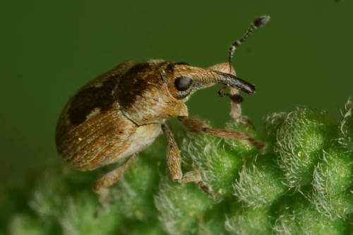 Sibinia primita · iNaturalist