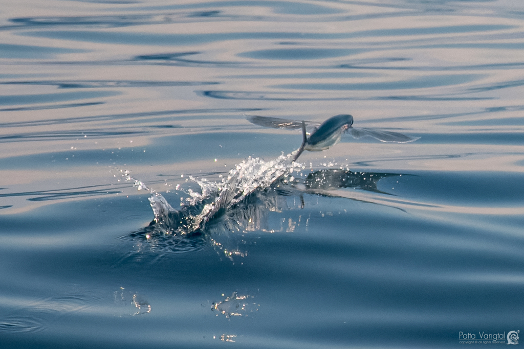 Largescale Flyingfish (Cypselurus oligolepis) - Marine Life Identification
