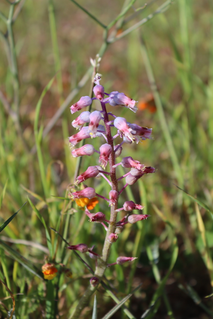 Banded Viooltjie from Country Club, Langebaan, 7357, South Africa on ...
