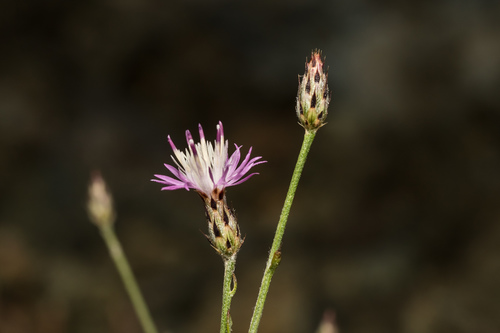 Spotted Carian Star-thistle (Subspecies Centaurea cariensis maculiceps ...