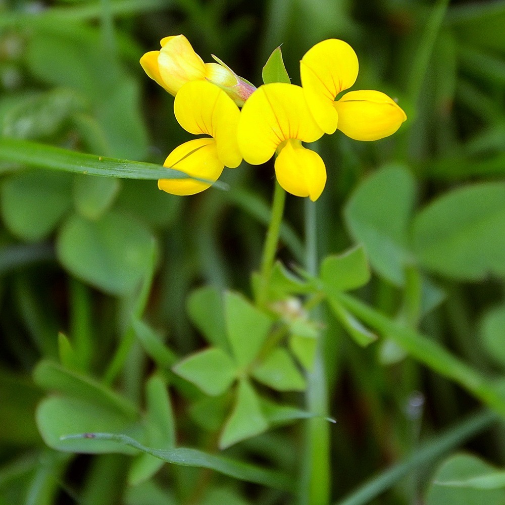 bird's-foot trefoil from Cerveny Kostelec, Czech Republic on July 10 ...
