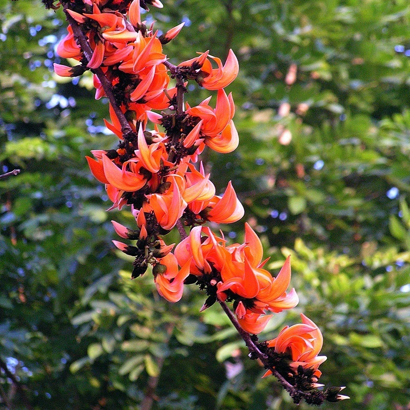 Coral trees from Botanical gardens Kandawgyi, Myanmar on March 17, 2008 ...