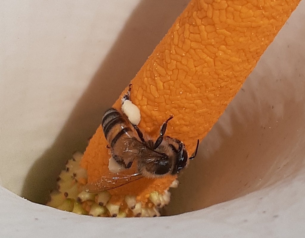 African Honey Bee from Rangeview, Krugersdorp, 1739, South Africa on ...