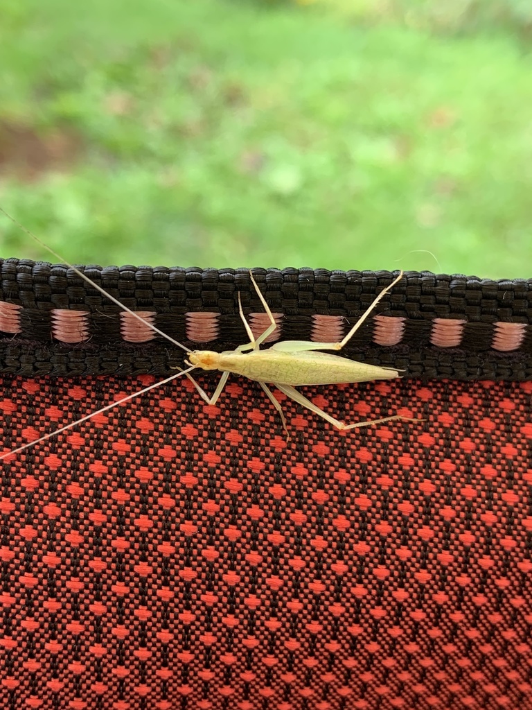 Common Tree Crickets from Victoria Ave, Peterborough, ON, CA on ...