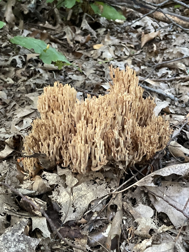 Upright Coral Fungus from Holly Recreation Area, Holly, MI, US on ...
