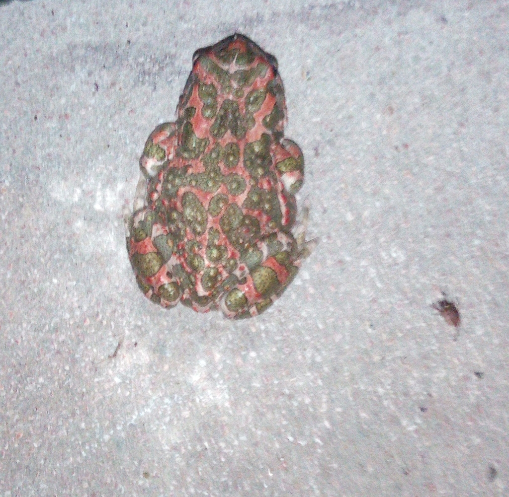 European Green Toad from Posušje, Bosna i Hercegovina on September 23 ...
