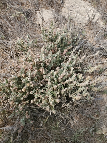 Observations by jaggerjoyner · iNaturalist