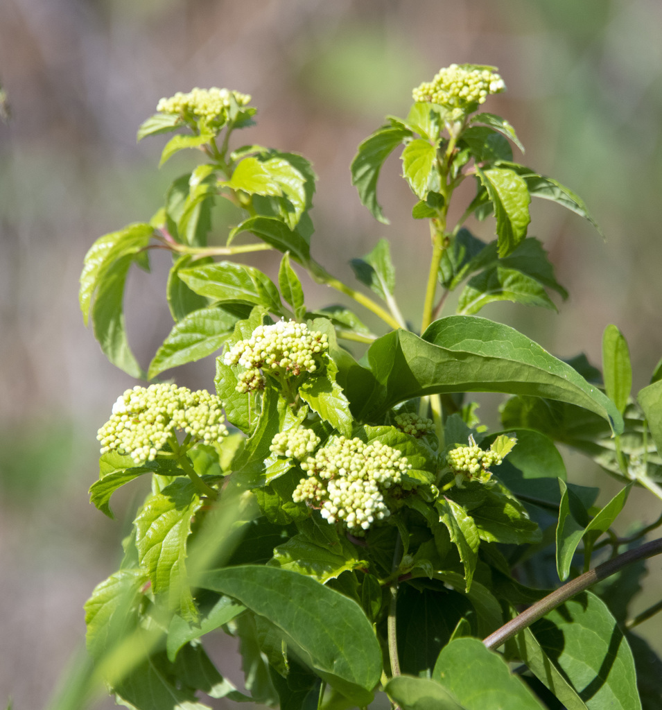 southern arrowwood from 4800 Brenman Park Dr, Alexandria, VA 22304, USA ...