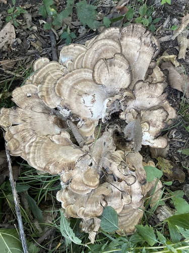 Observations by stephasaurus · iNaturalist