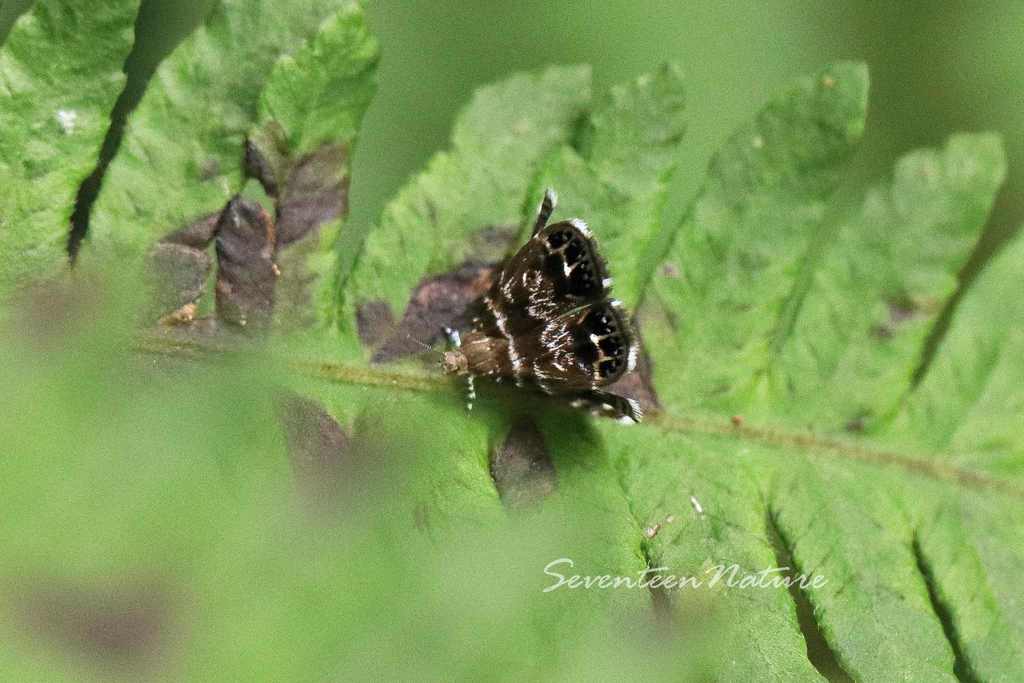 Brenthia formosensis from 中国浙江省丽水市莲都区 on September 6, 2021 at 12:51 PM ...