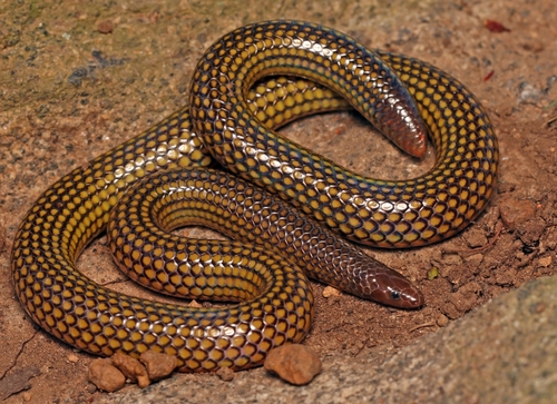 Kerala Burrowing Snake (Plectrurus aureus) · iNaturalist