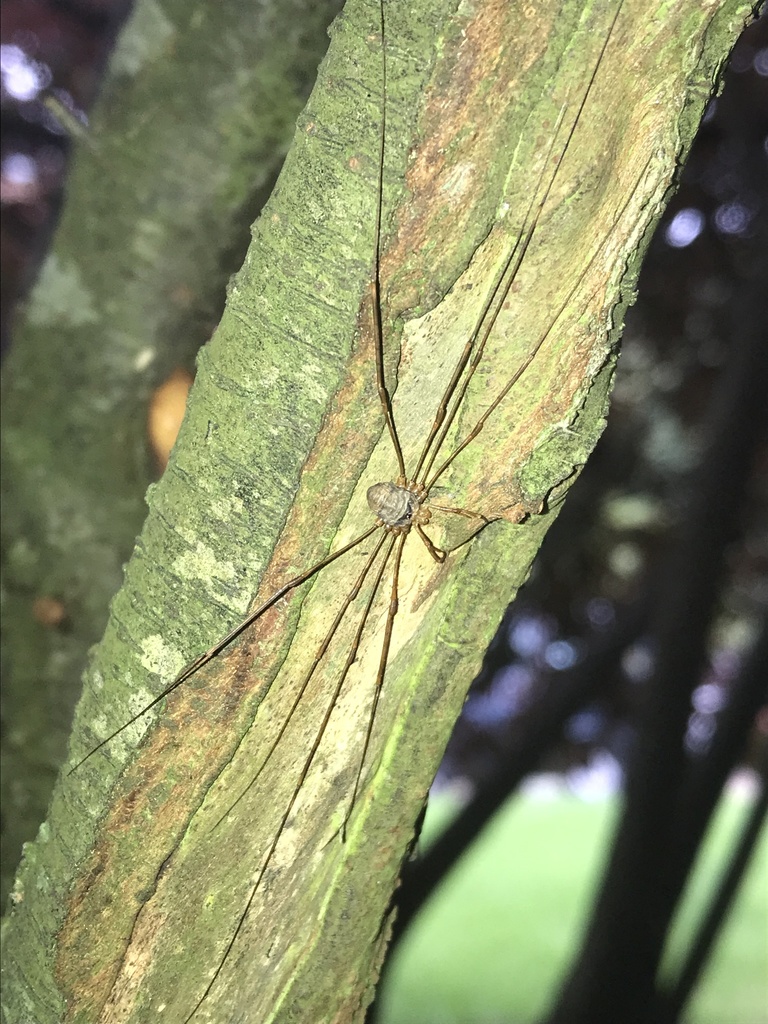Fork-palped Harvestman from Route de la Vallée, Saint-Samson-de-la ...