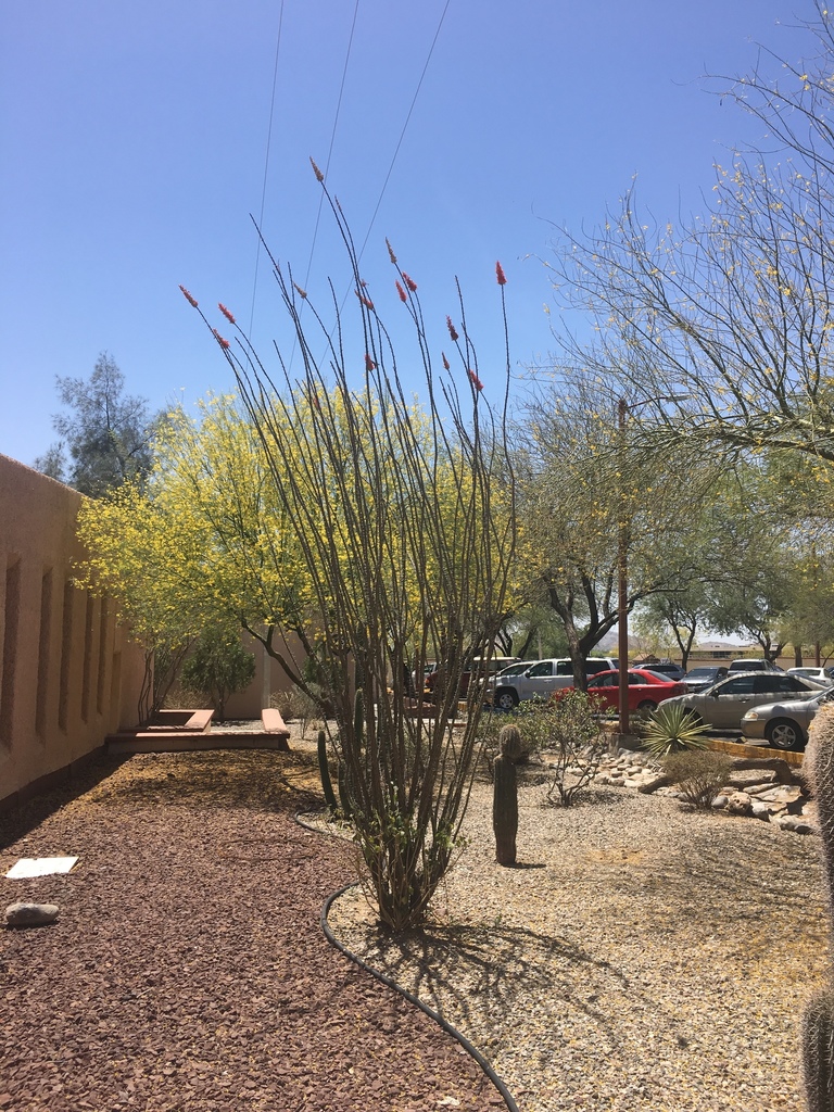 ocotillo from La Victoria, Hermosillo, SON, MX on April 20, 2018 at 11: ...